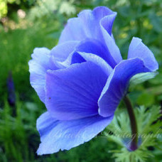 PERIWINKLE DESIGN - Project Photos & Reviews - San Francisco, CA, CA US ...