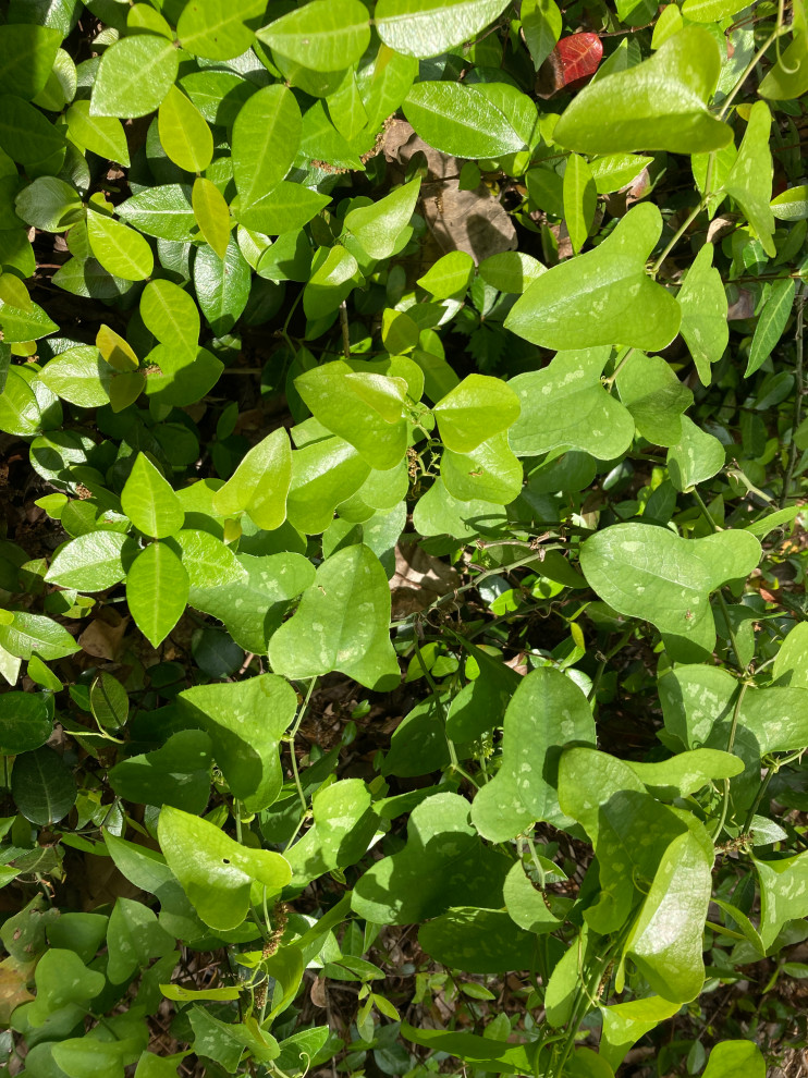 tri-lobed leaves with thorns