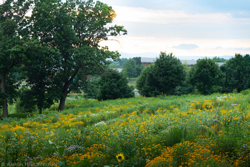 What Is Meadowscaping? The Lush, Evocative Garden Trend, Explained