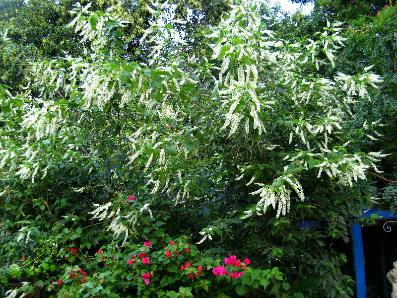 Sweet Almond bush (tree!)