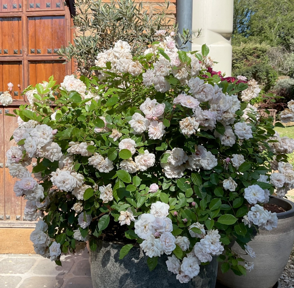 Helping crispy fried roses recover?