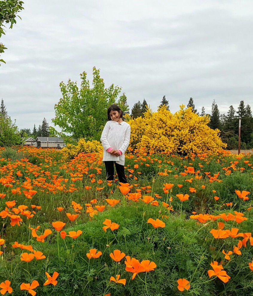 Great Design Plant: California Poppy