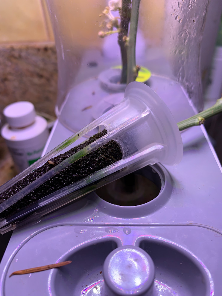 Rooting citrus cuttings in a hydroponic setup
