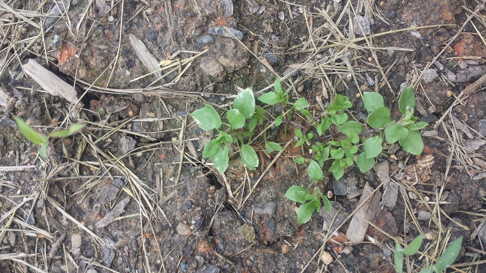 what are these? weeds?