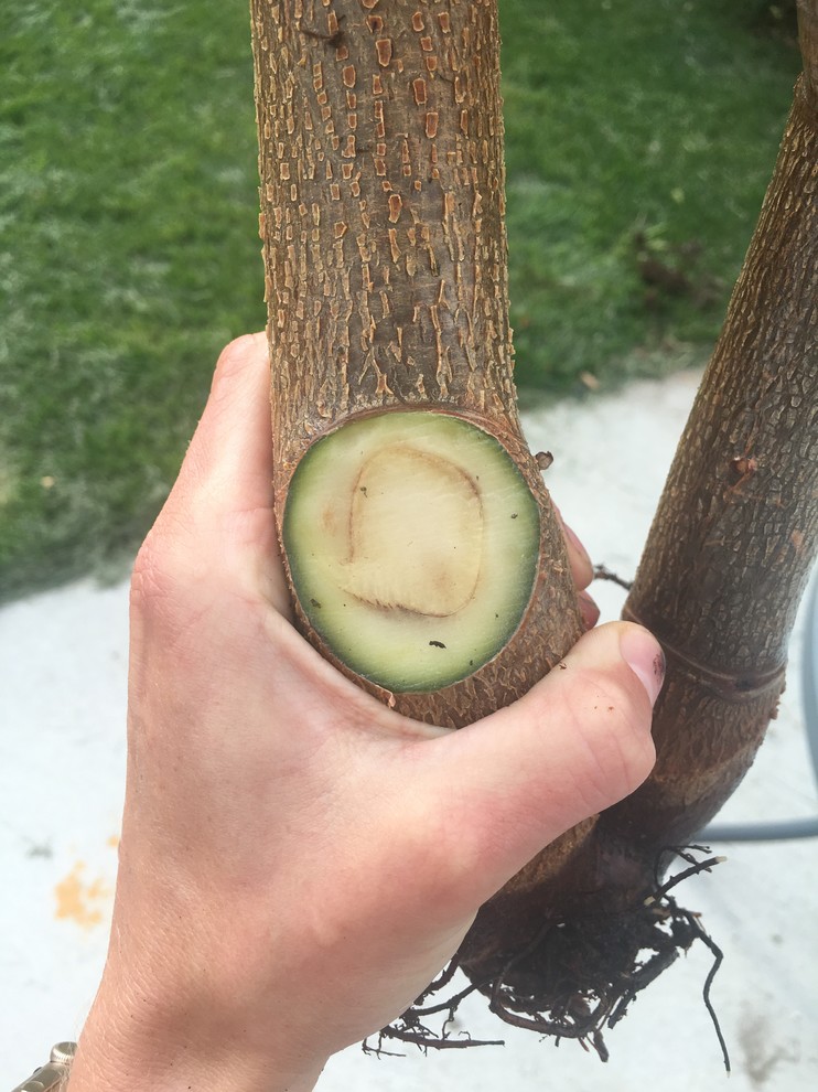 Jade root rot! Help me save my baby