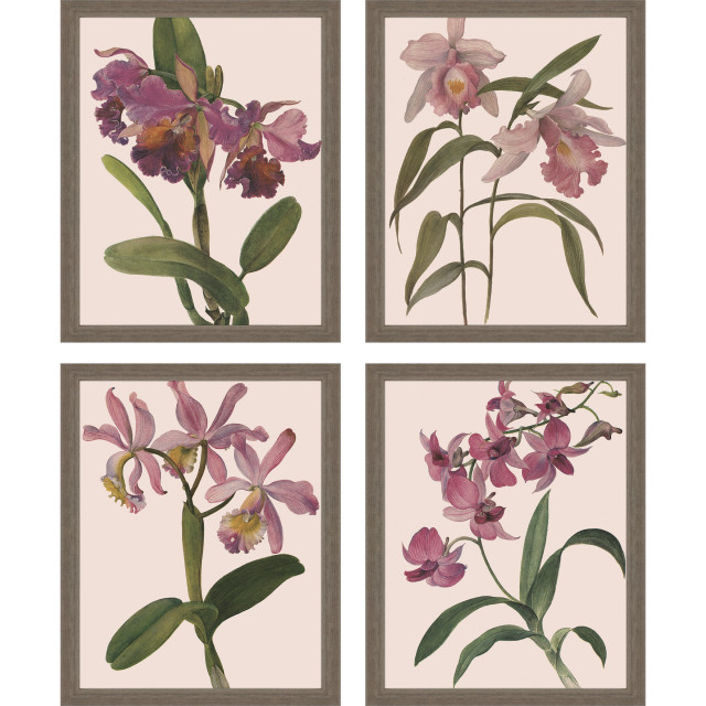 Orchids Artwork, 4-Piece Set - Contemporary - Prints And Posters - by ...