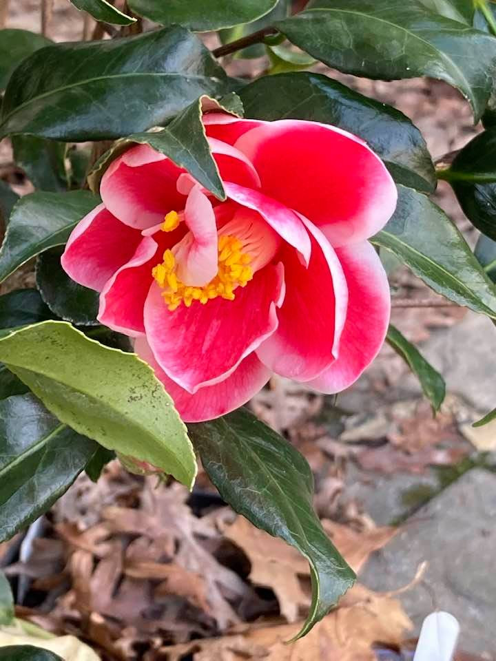 January in my 2021 hosta garden