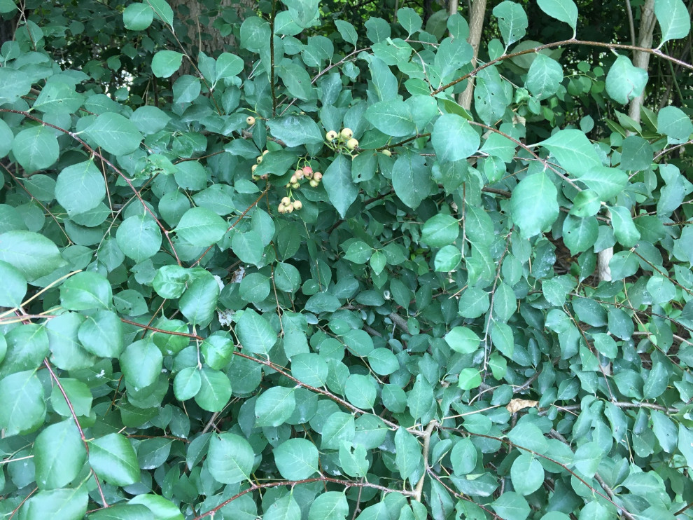 Cotoneaster integerrimus?