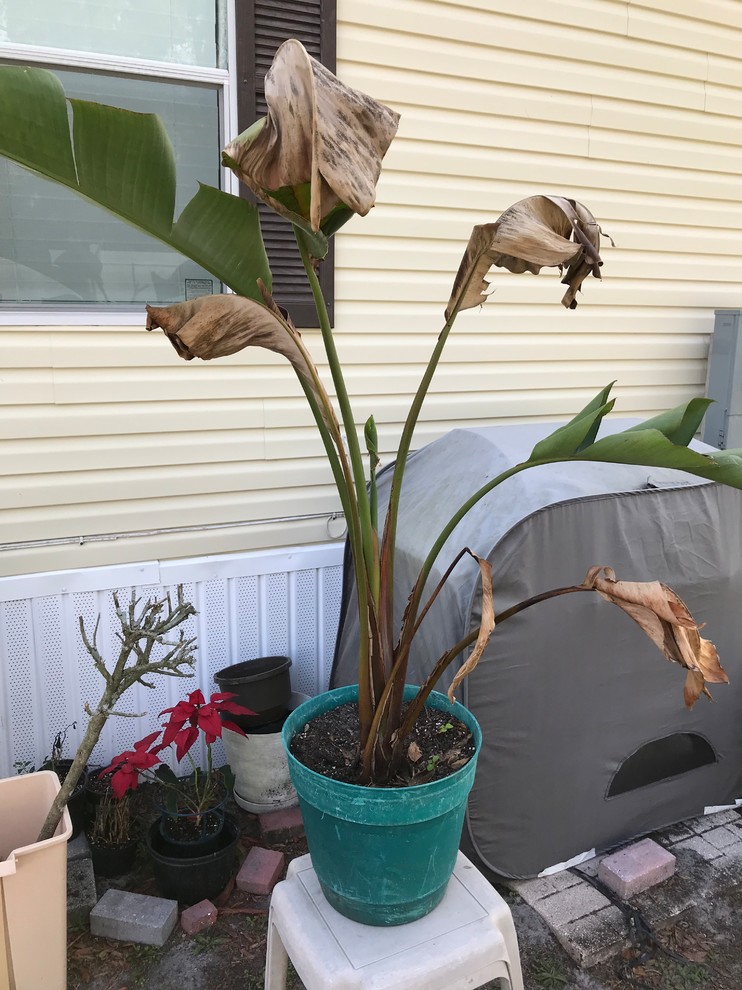 Too cold-damaged to ID?