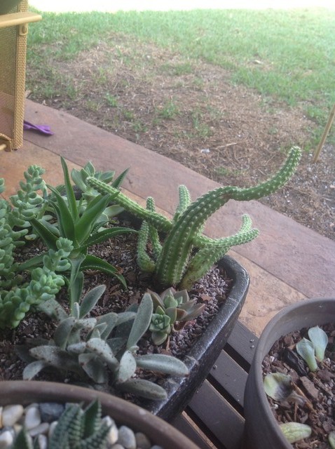 Help with my poor drooping cactus. And ID!
