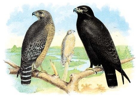 Red Shouldered Hawk or Buzzard, American Rough-Legged Hawk, 24" x 36 ...