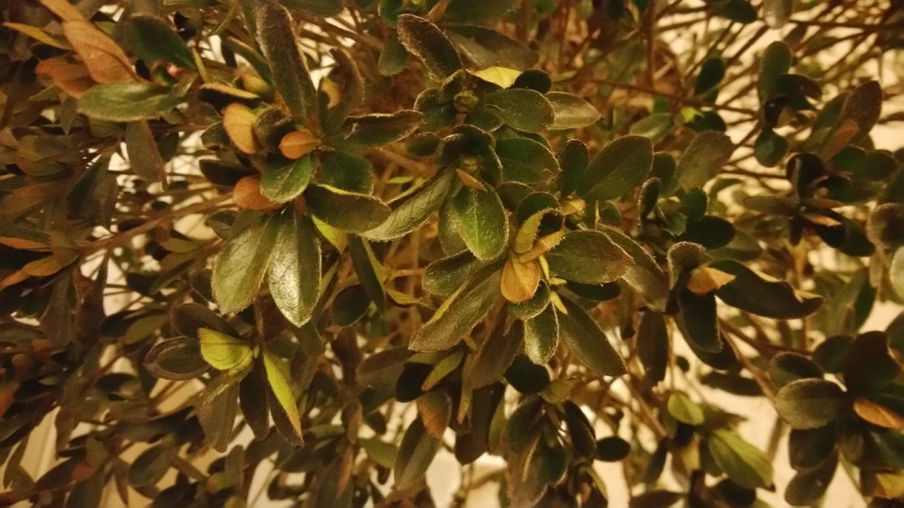 Azalea problems... Please help!