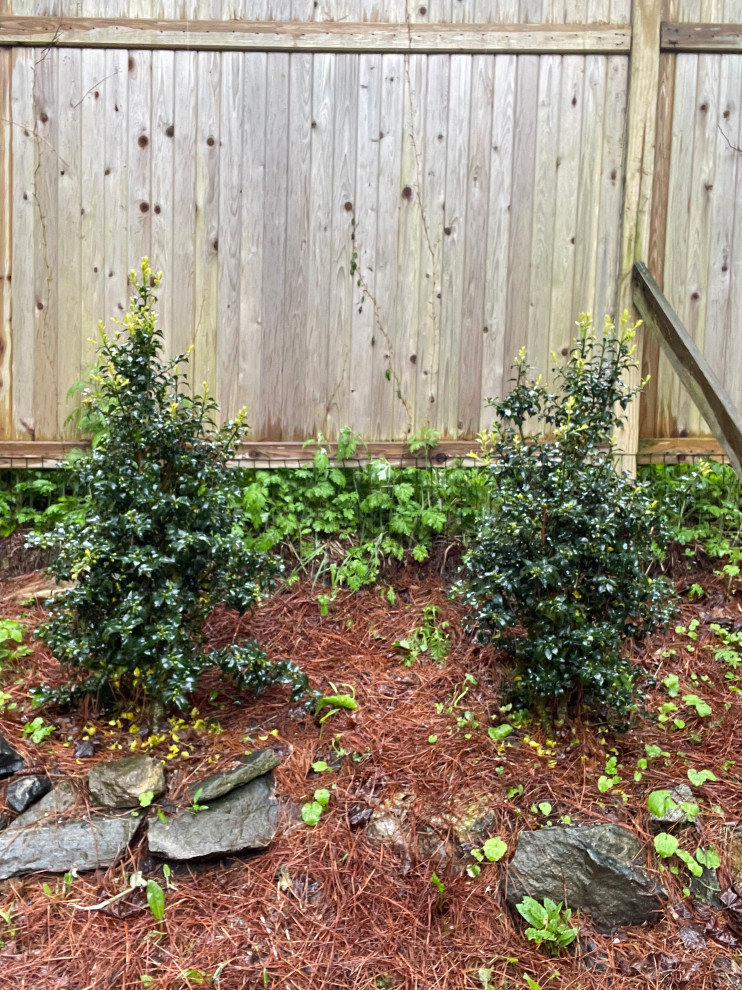 Should I prune the tops of these dragon lady holly | Houzz Forum
