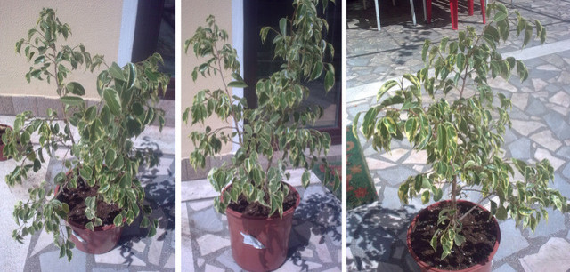 Ficus in a Pot - How to Prune to grow tall? | Houzz Forum