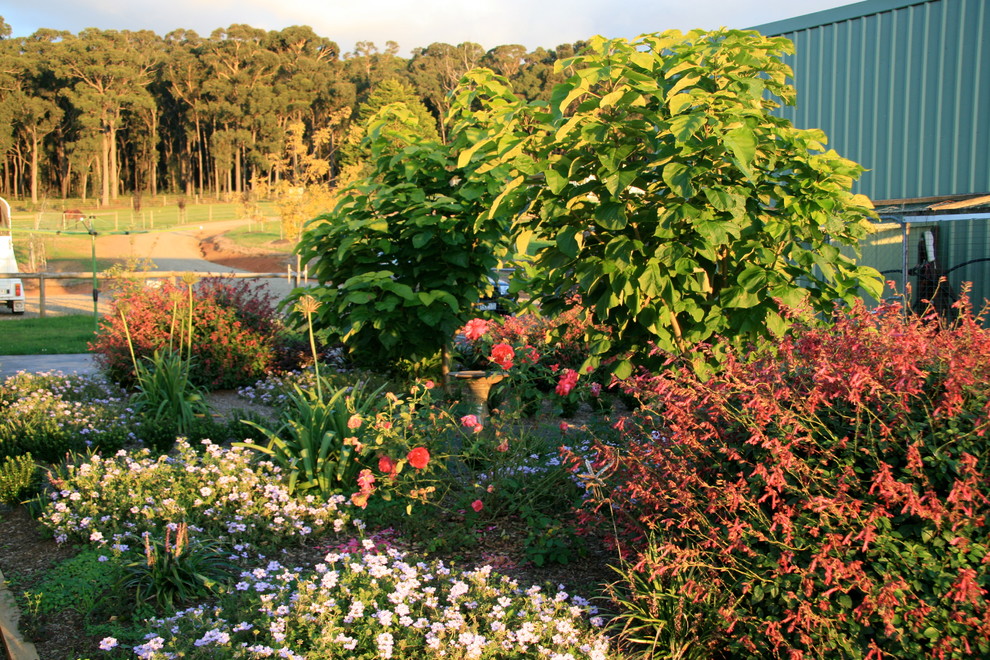 Powton/Paulownia Trees
