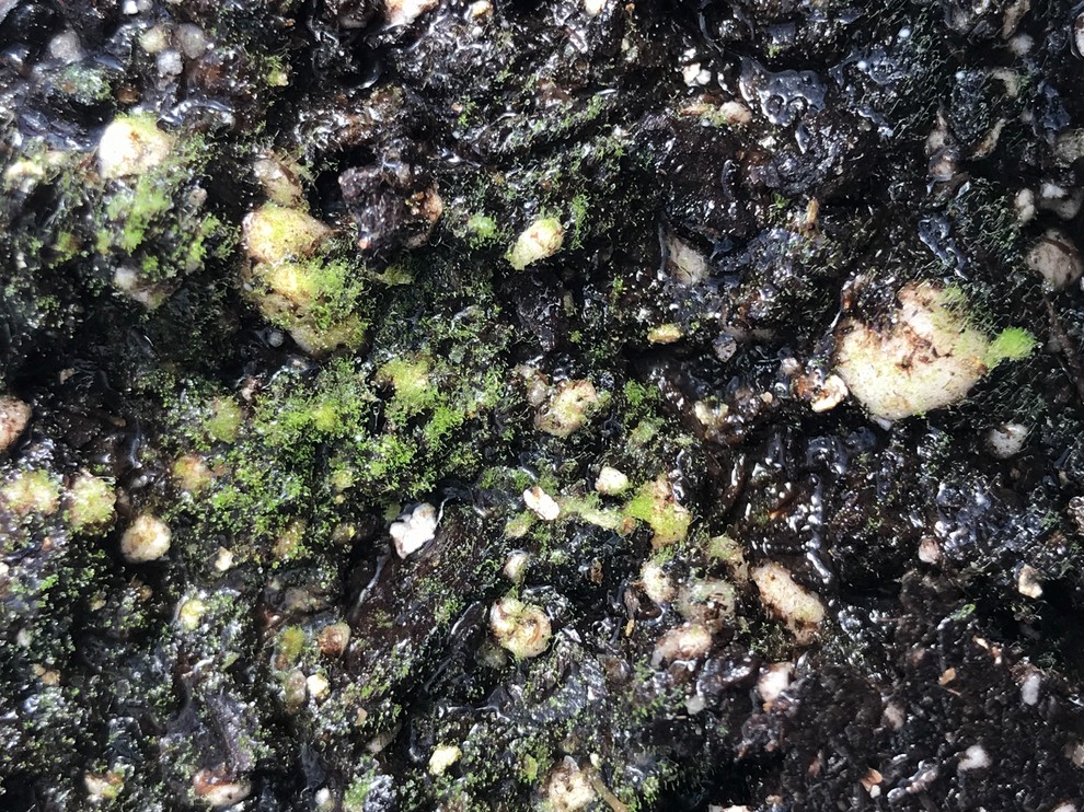 My fern-germination attempt