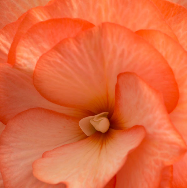 Fine Art Photograph, Orange Ruffles IV, Fine Art Paper Giclee, 24"x24 ...