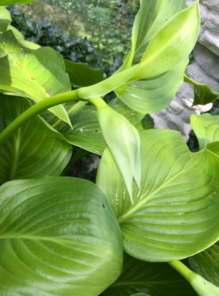 Hosta ID? Large, green, single flower bud per stem.