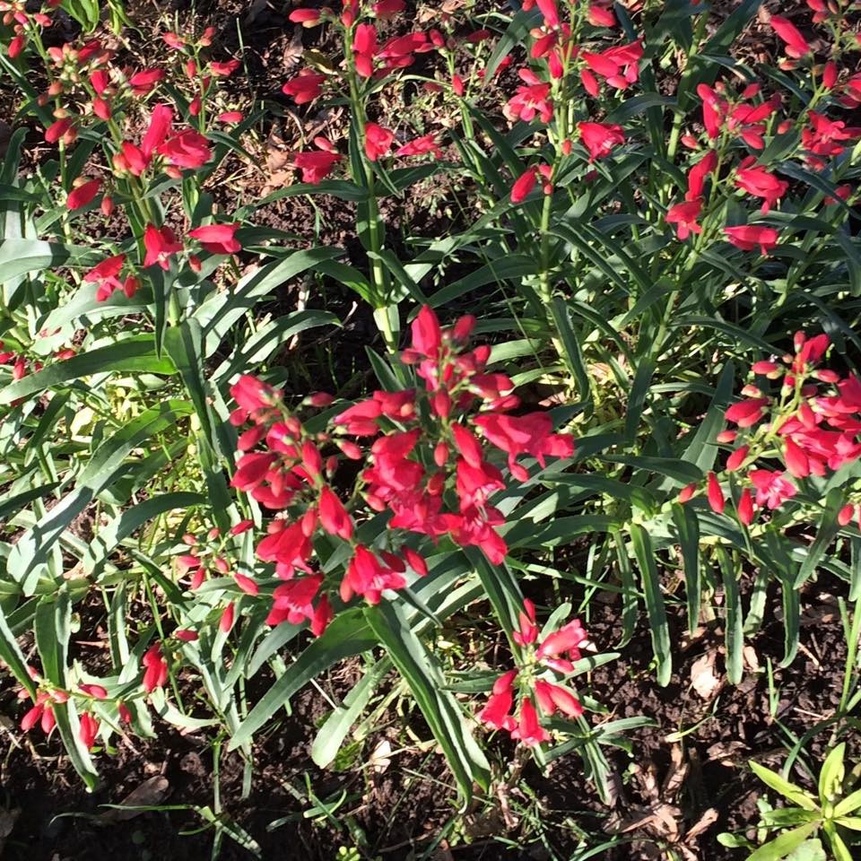 What is this tall spiky plant with pink flowers?
