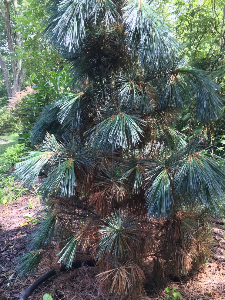 Is our Vanderwolf Pine dying?