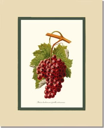 Vintage Botanical Fruit Art : Wine Grape, 5x7 Print - Traditional ...