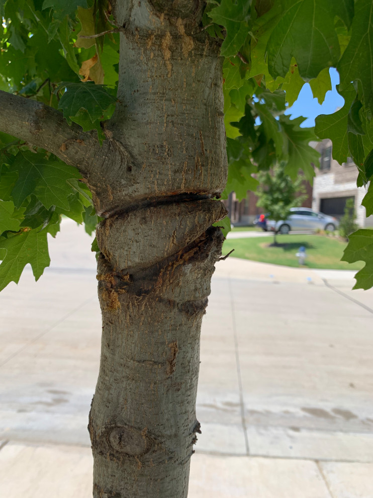 Wire scars on tree from staking, help!