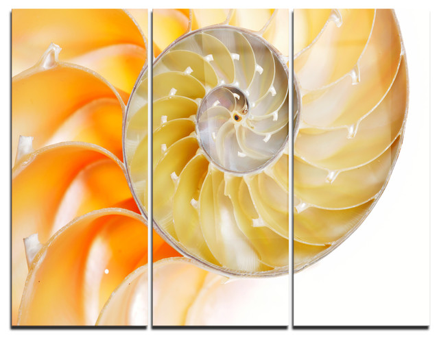 "Isolated Nautilus Shell" Metal Wall Art, 3 Panels, 36"x28", 36"x28" 3 ...