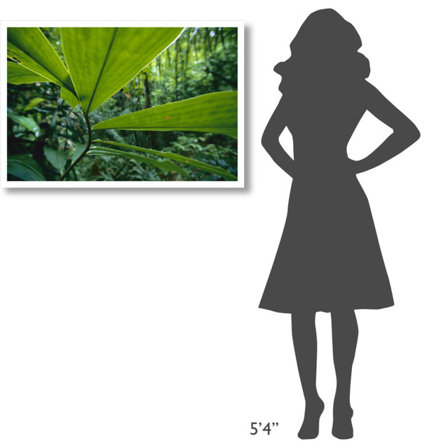 "Spiral Ginger leaves, Barro Colorado Island, Panama" Print, 20"x14 ...
