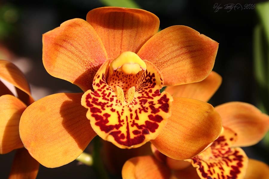Cymbidium Enzan Forest 'Majolica'