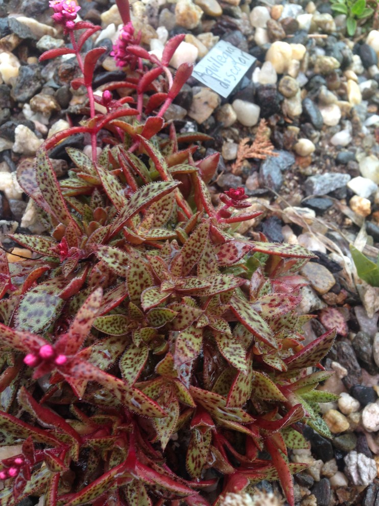 Spotted succulent? unlabeled in alpine trough (MA)