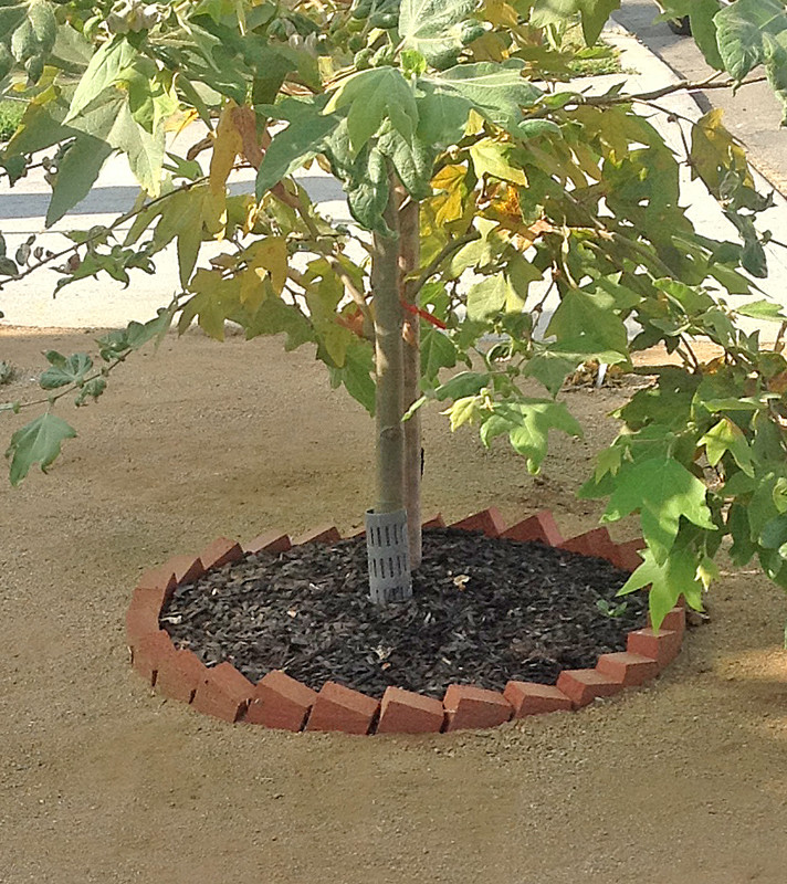 Low-Maintenance Landscape Elements--Decomposed Granite & Tree with Drip ...