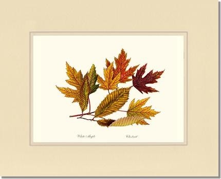 Vintage Botanical Tree Leaf Art : Tree : Chestnut and White Maple, 5x7 ...