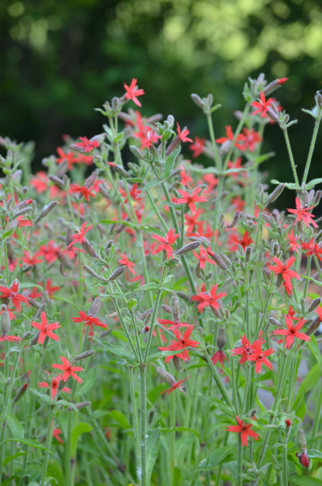 Help identify this beautiful red flower?