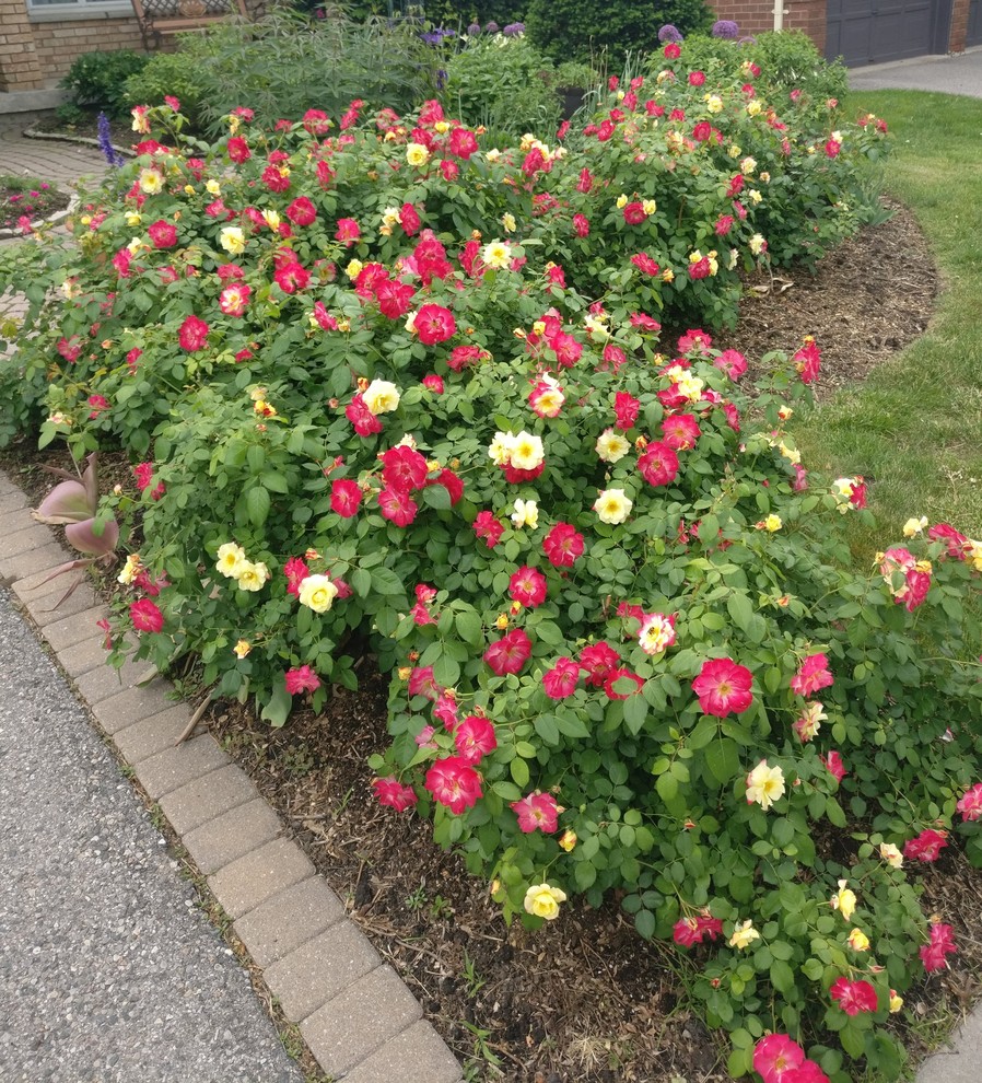 Your "Canadian Roses"