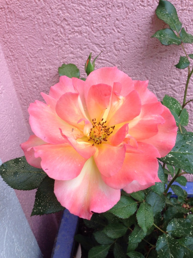 Learn Your Garden's Microclimates For a Resilient Landscape