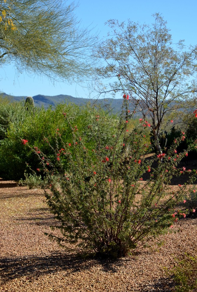 Great Design Plant: Baja Fairy Duster, a Scarlet Stunner