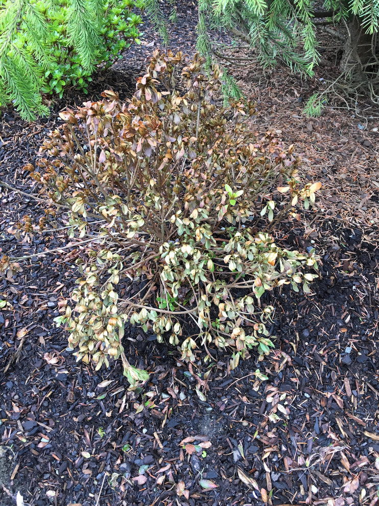 Need help with identifying problem with azalea