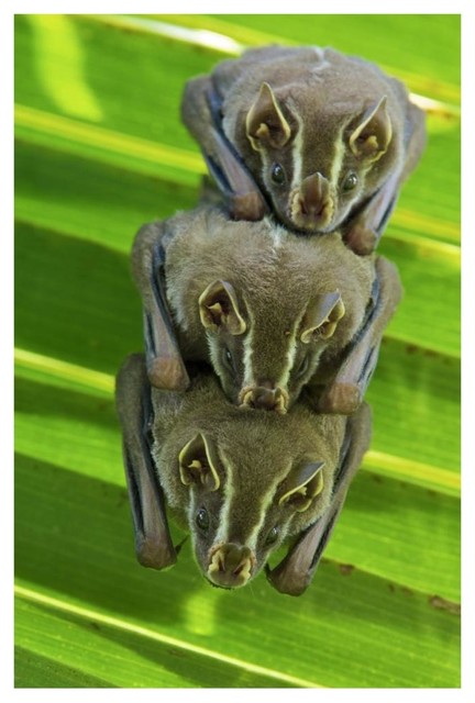 "Striped Yellow-Eared Bat Trio Roosting in Palm Tree, Panama" Wall Art ...