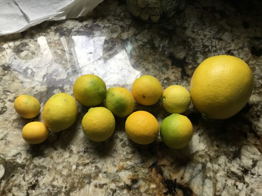 First baboon lemon!!