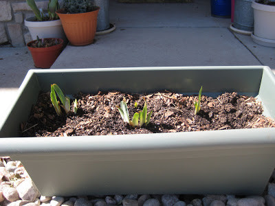 Advice on Iris in Container - Pics