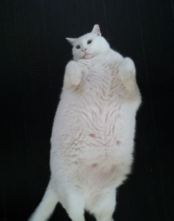 HUMMER CAT HOLLAND - Project Photos & Reviews - Mexico, TX US | Houzz