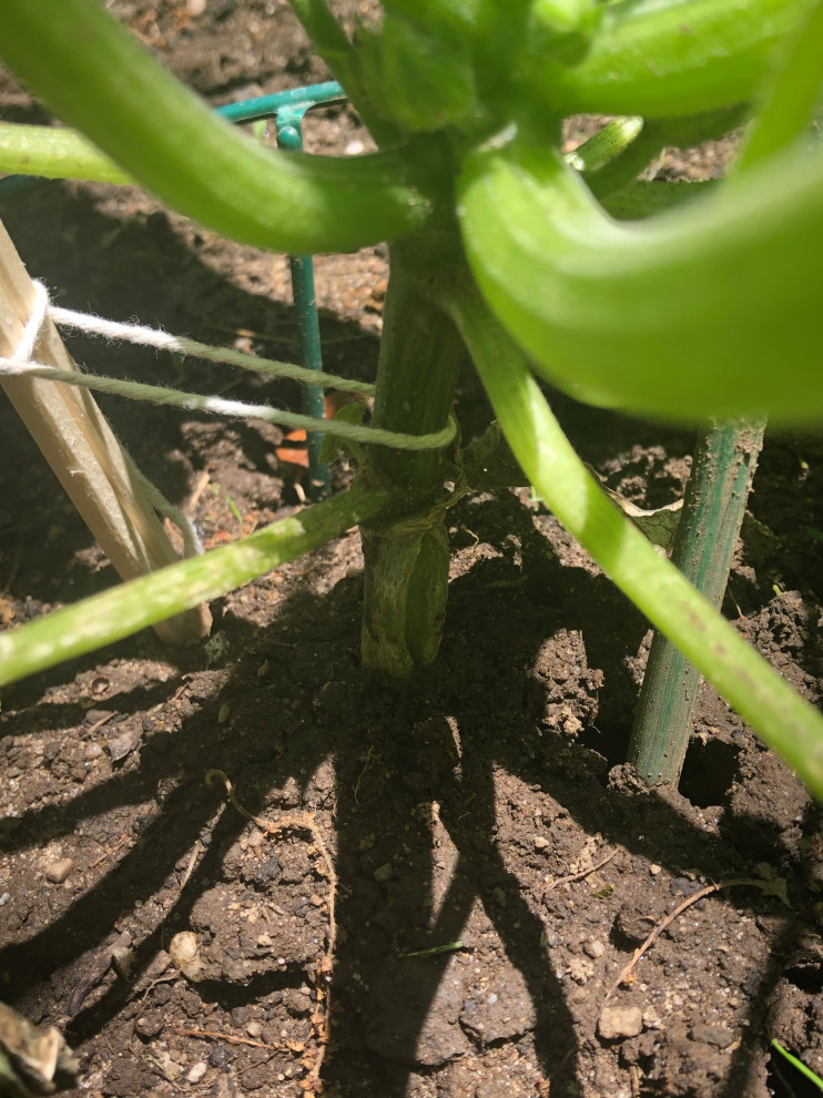 Zucchini stem split