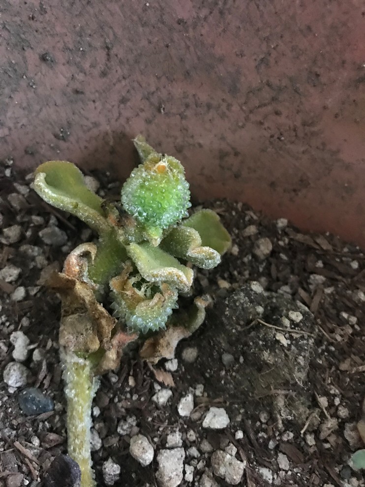 Identify - Succulent with clear bumps