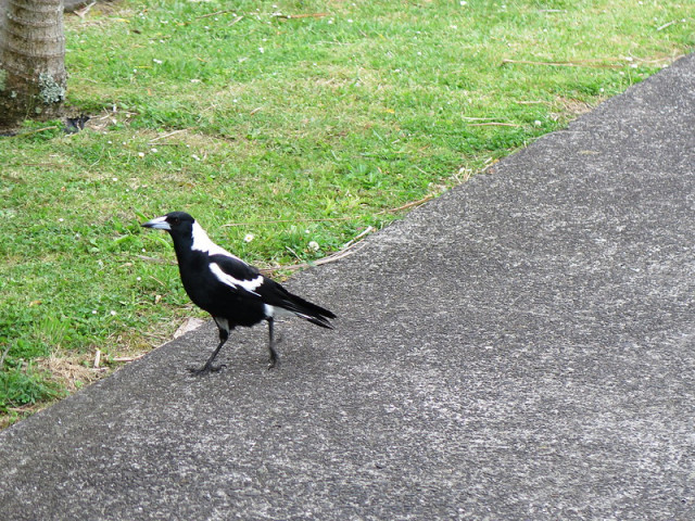 Why Do Birds Swoop? | Houzz NZ