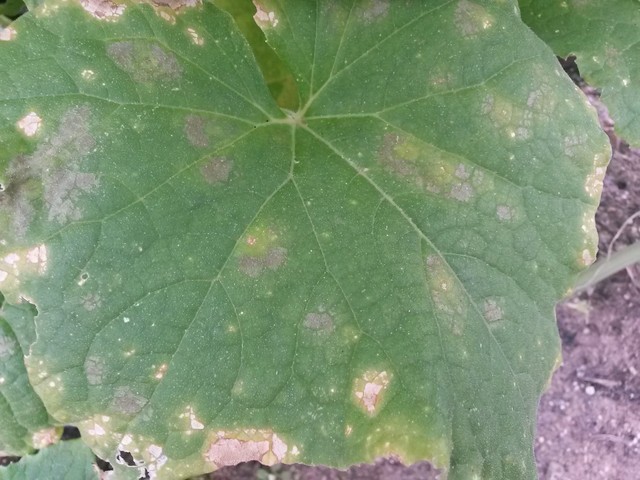 please identify cucumber problem