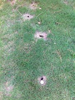 help identifying holes in yard