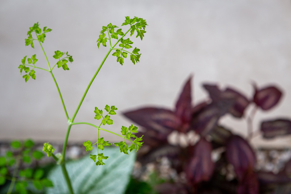 N16 Victorian Front Garden - Victorian - Landscape - London - by Sarah ...