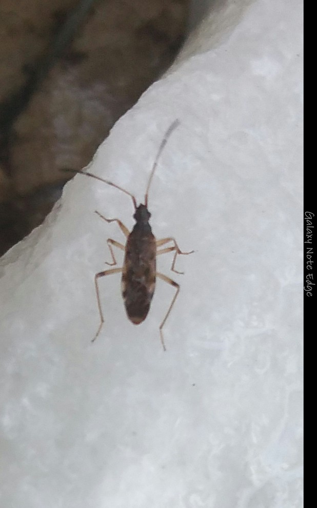 What kind of bug is this under landscape rocks and in my flower pots?