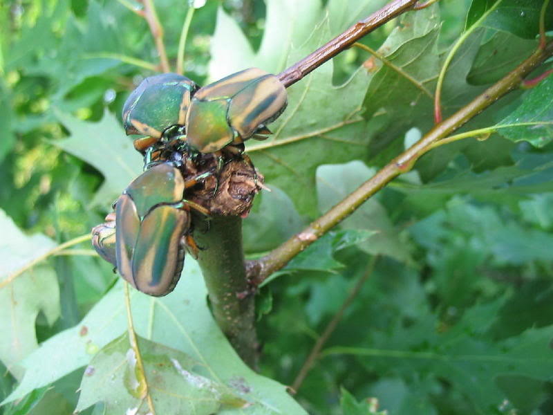 Damage on Oak Tree by June Bugs??? pics
