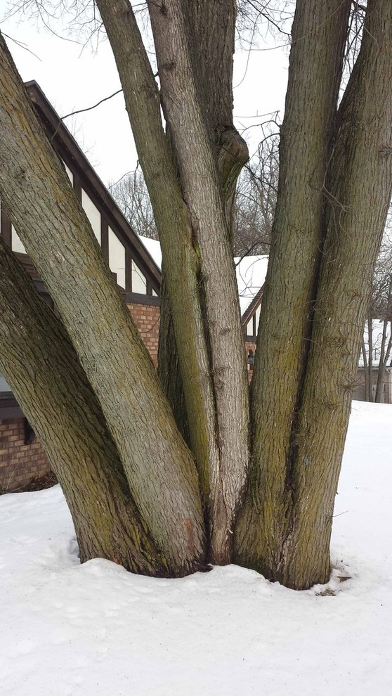 Identify this clumping tree in winter? | Houzz Forum